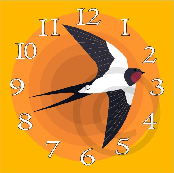 Swallow – Cornishbirdinthesticks